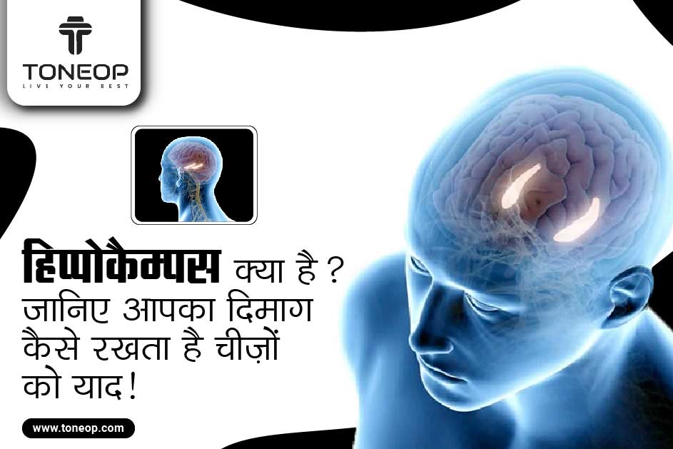 hippocampus function in hindi